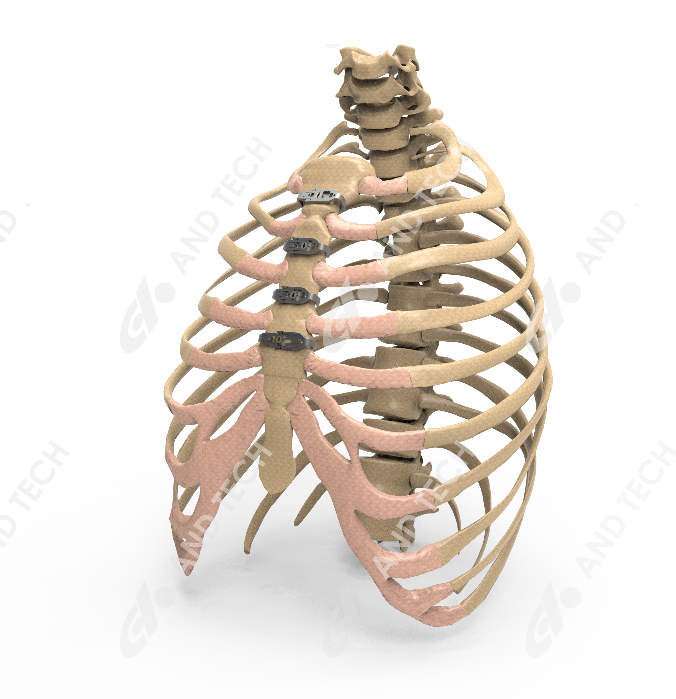 News - New product launch-AND Rib Plate